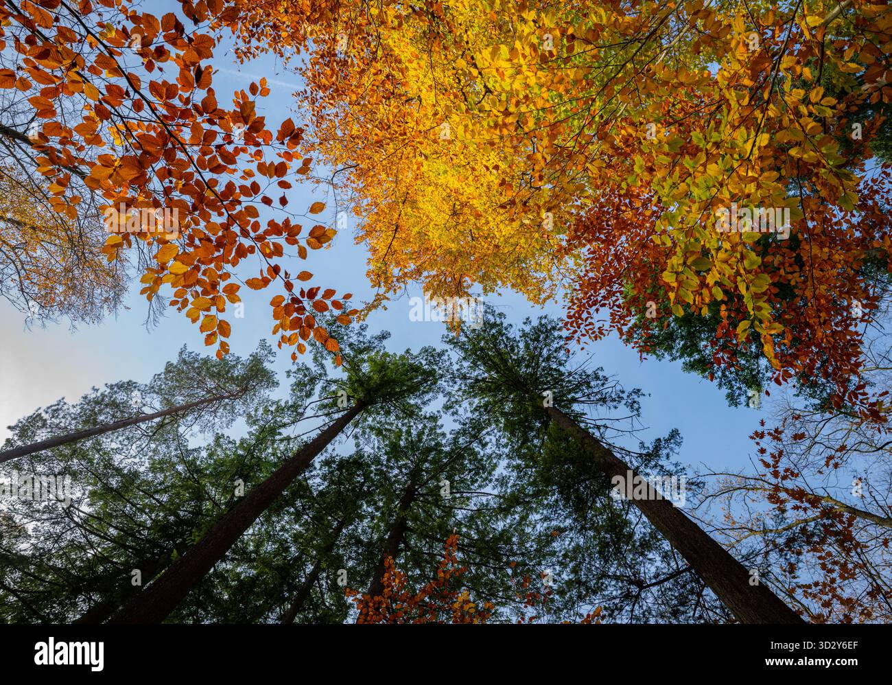 31 October 2025, Mecklenburg-Western Pomerania, Feldberg: Autumn in the ...