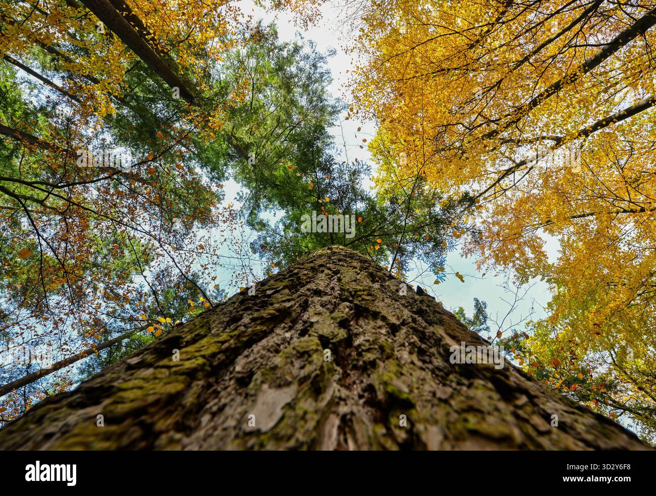 31 October 2025, Mecklenburg-Western Pomerania, Feldberg: Autumn in the ...
