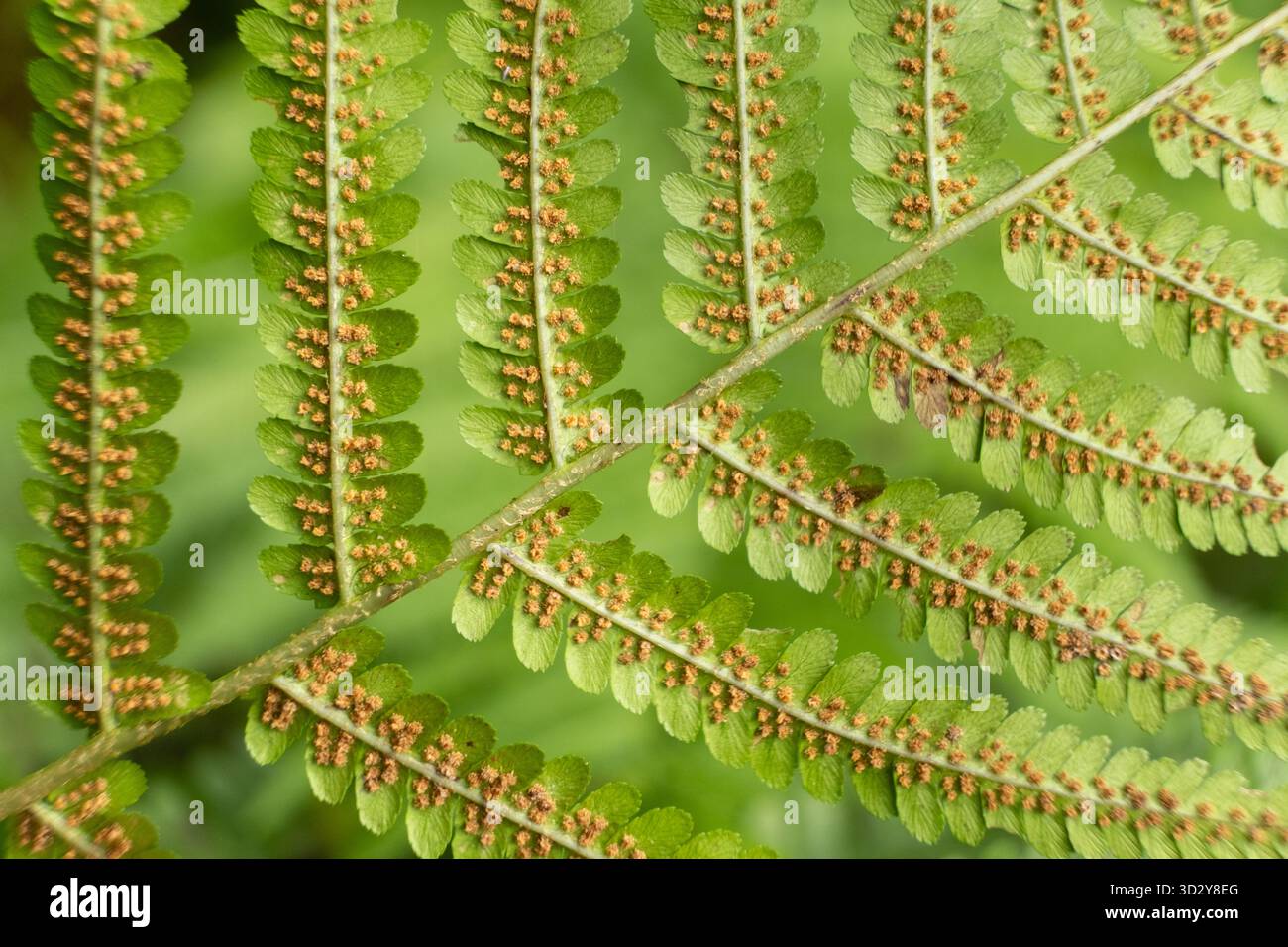Fern Sori Close-Up, Brown Spore Clusters on Underside of Leaf Stock ...