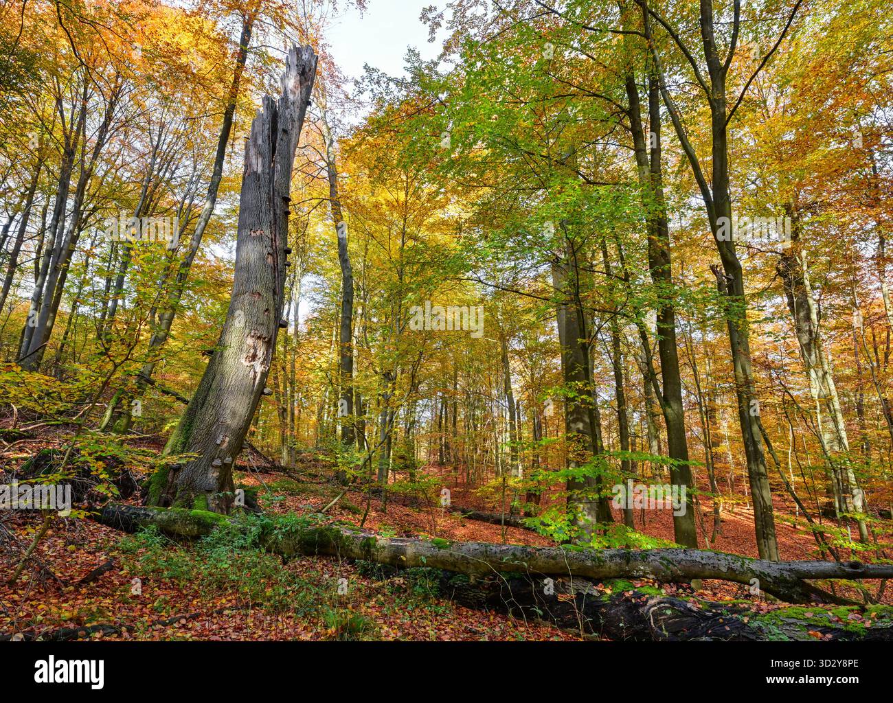 31 October 2025, Mecklenburg-Western Pomerania, Feldberg: Autumn in the ...