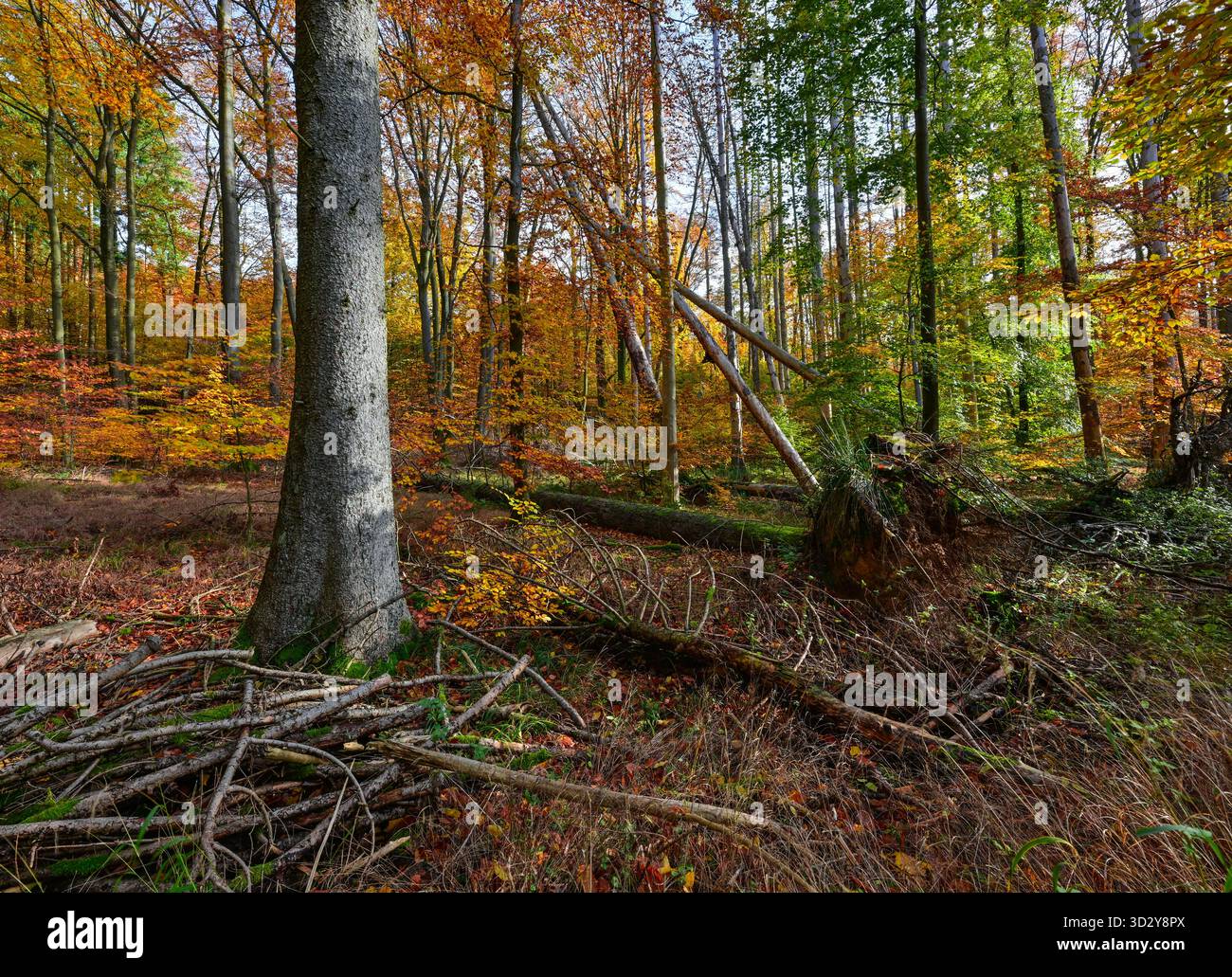31 October 2025, Mecklenburg-Western Pomerania, Feldberg: Autumn in the ...