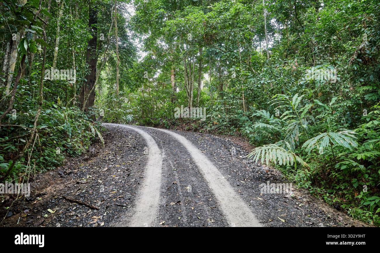 Road in Danum Valley rainforest, Borneo, Malaysia Stock Photo - Alamy