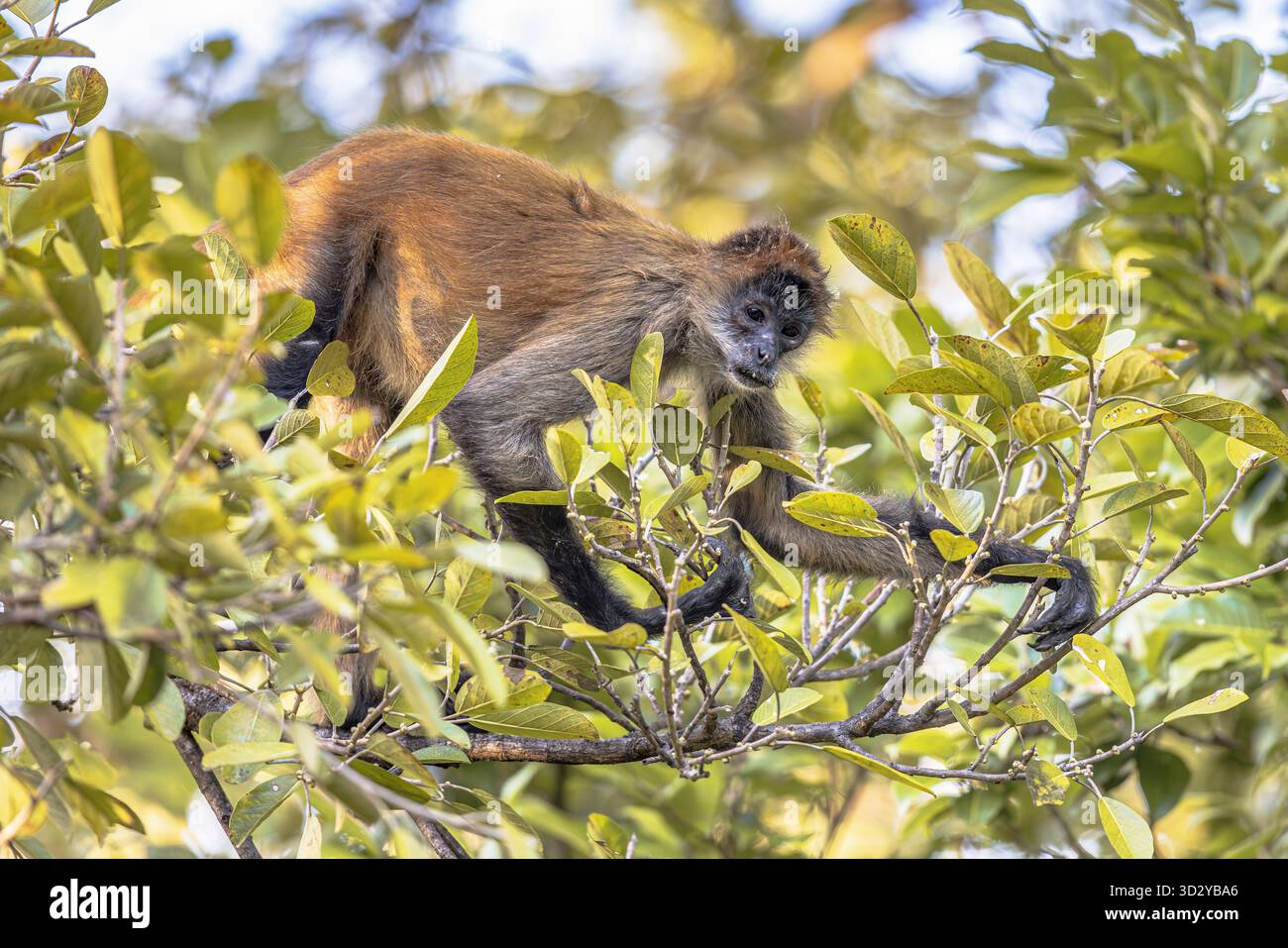 Geoffroy's spider monkey (Ateles geoffroyi) is a species of spider ...