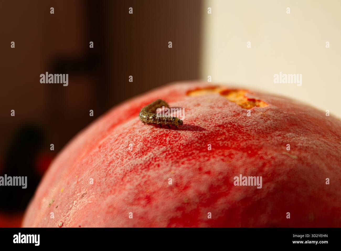 Cotton bollworm, corn bollworm or old world bollworm Helicoverpa ...