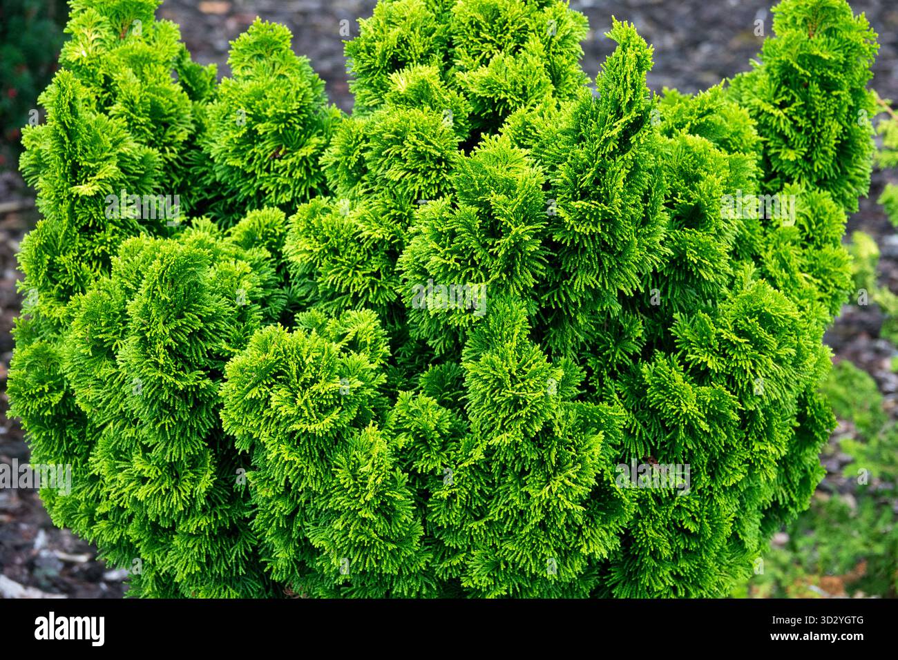 Chamaecyparis obtusa "Nana Aurea", Dwarf Miniature Small Tiny Low Size ...