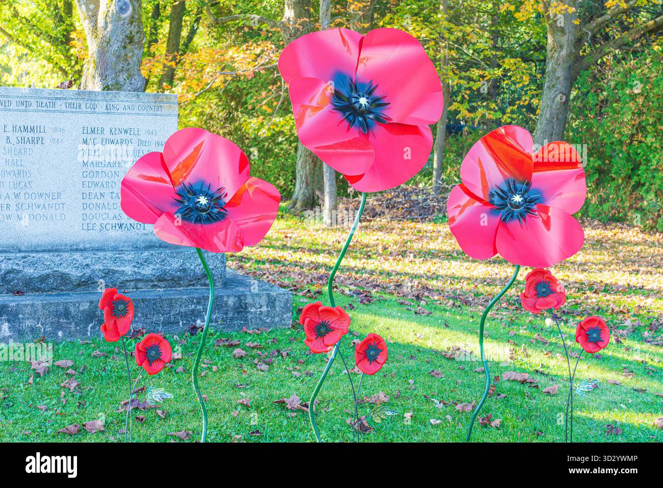 Poppies on display hi-res stock photography and images - Alamy
