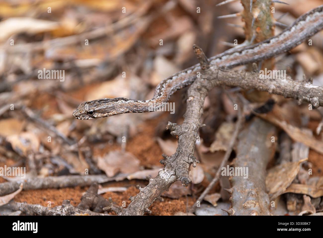 Common big-eyed snake Mimophis mahfalensis, adult poised over woodlad ...