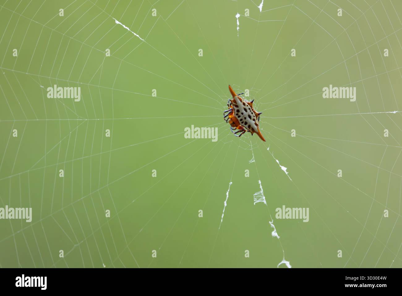 Long-winged kite spider Gasteracantha versicolor, adult female in web ...