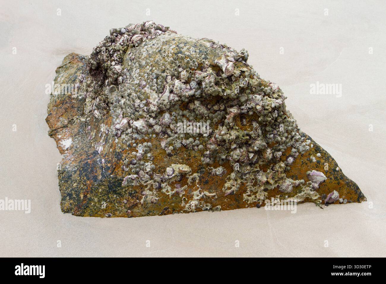 Vietnam coastal erosion hi-res stock photography and images - Alamy