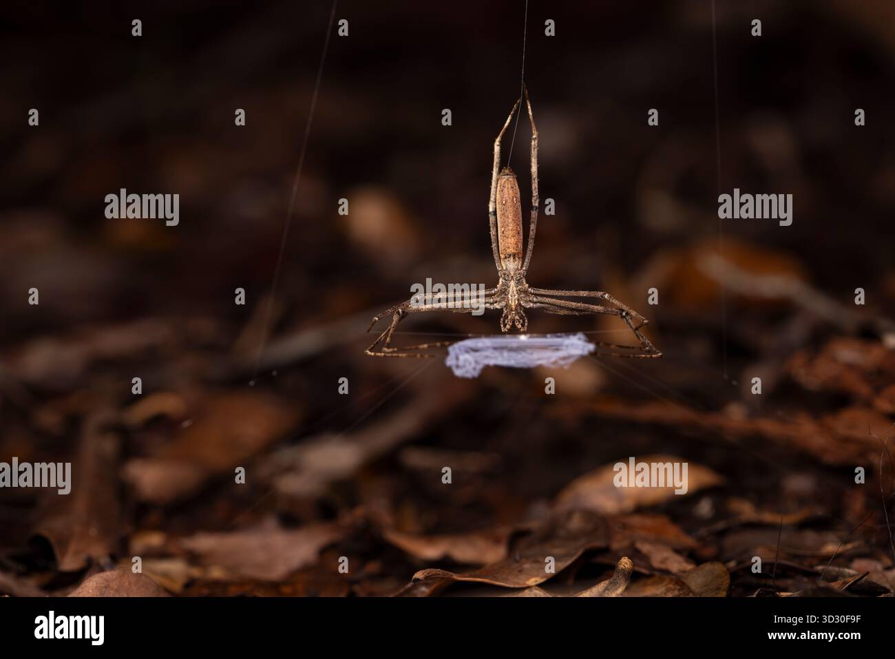 Asianopis madagascariensis hi-res stock photography and images - Alamy