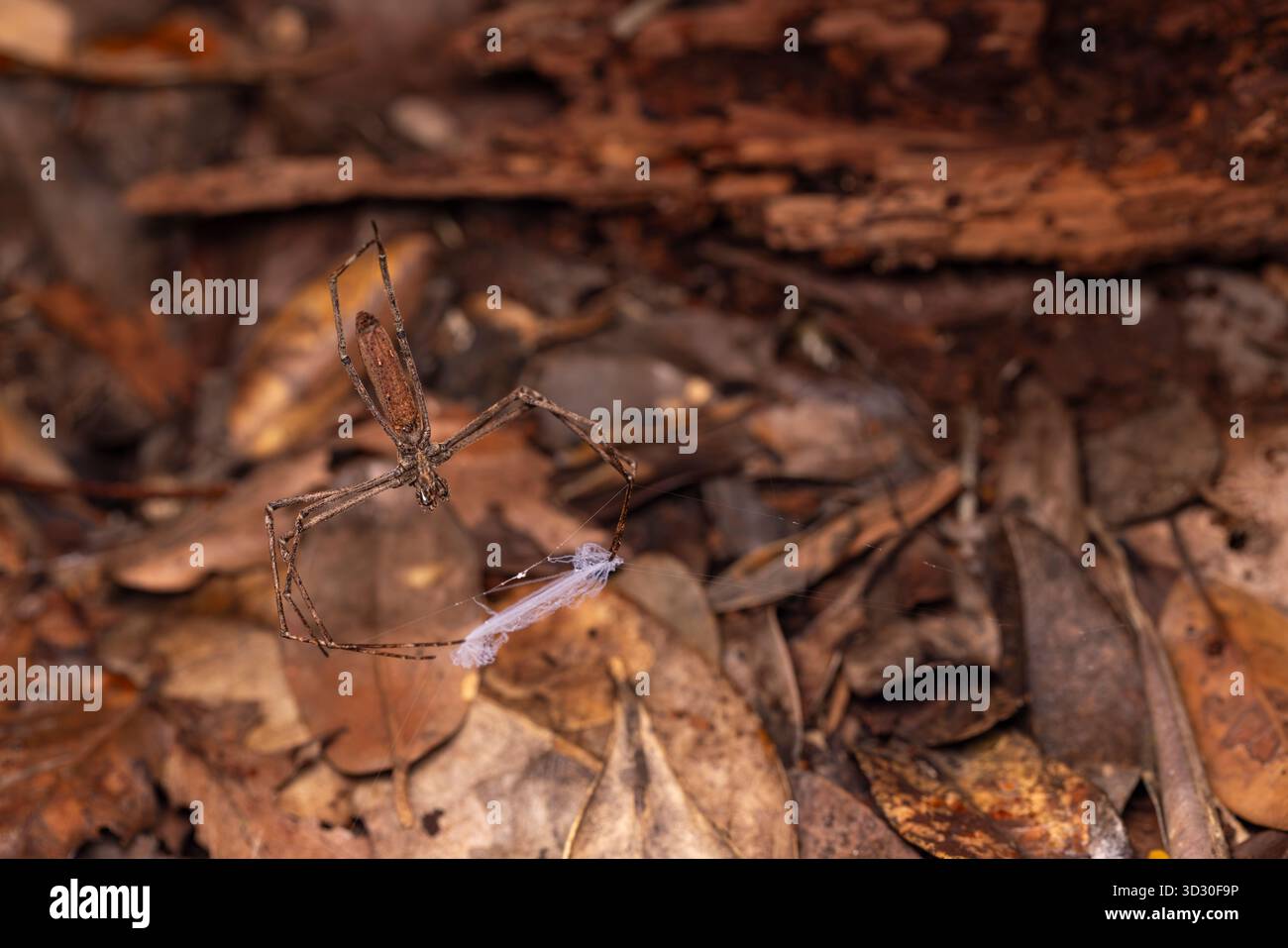 Madagascar net casting spider asianopis madagascariensis hi-res stock ...