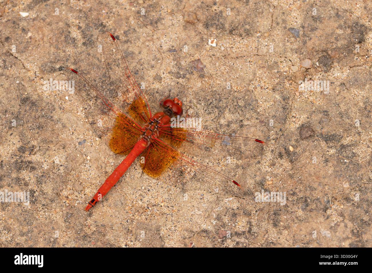Orange-winged dropwing Trithemis kirbyi, adult basking on ground ...