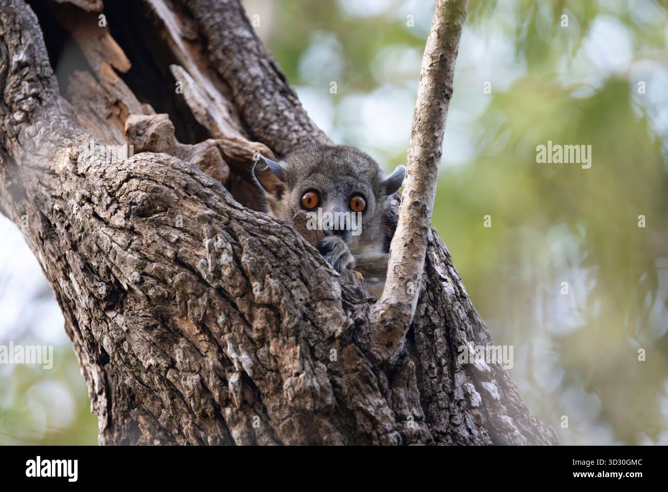Red-tailed sportive lemur Lepilemur ruficaudatus, adult roosting in ...