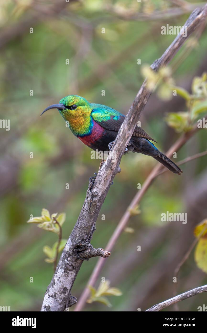 Abyssinian sunbird hi-res stock photography and images - Alamy