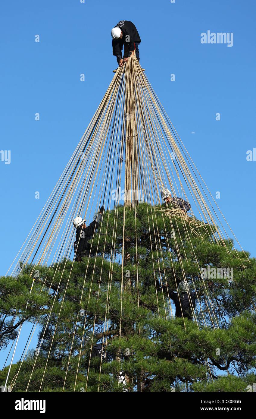 Gardeners undergo "Yukitsuri" work at Kenroku-en Garden in Kanazawa ...