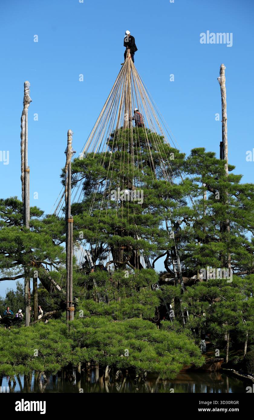 Gardeners undergo "Yukitsuri" work at Kenroku-en Garden in Kanazawa ...