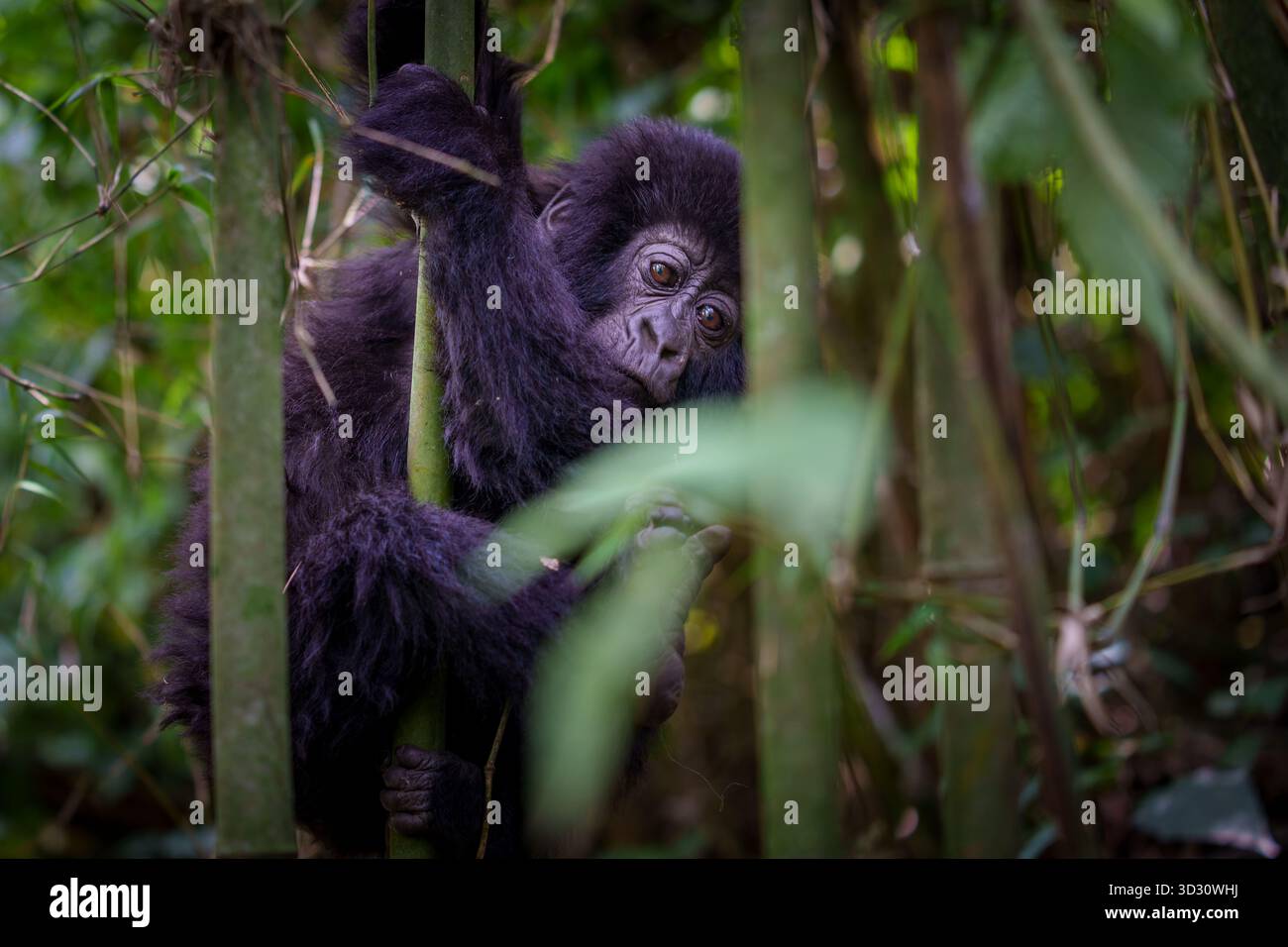 Gorilla trekking in Rwanda Stock Photo - Alamy