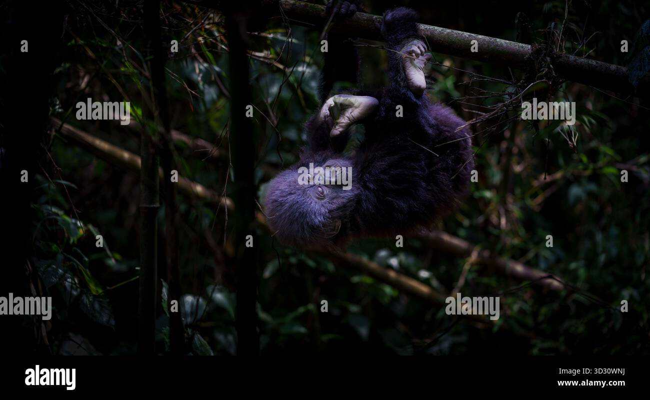 Gorilla trekking in Rwanda Stock Photo - Alamy