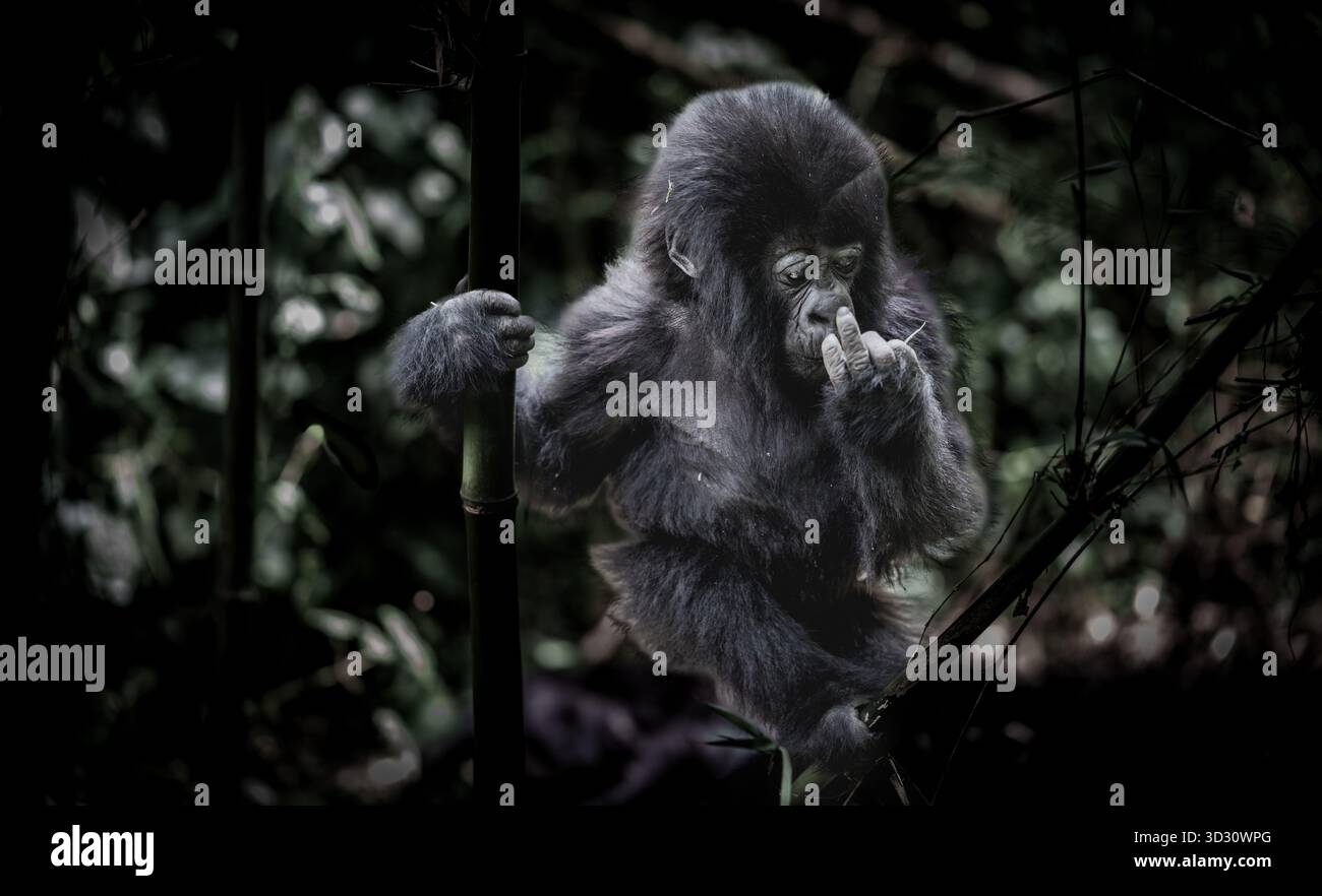 Gorilla trekking Eastern gorilla or Gorilla beringei scratching nose in ...