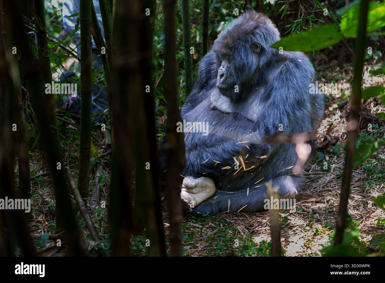 Gorilla trekking, eastern gorilla or Gorilla beringei adolescent looking grumpy sitting on ...