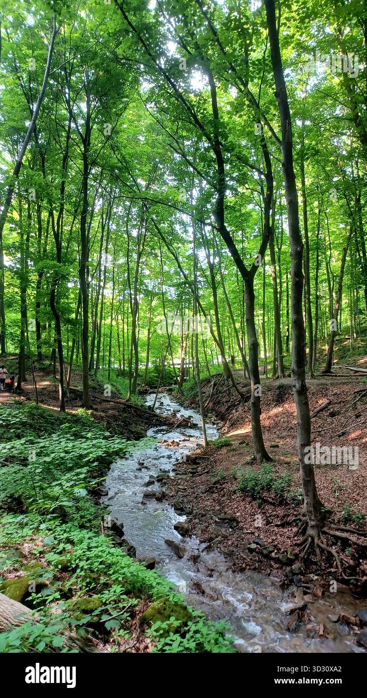 A small, rocky creek flows through a lush green forest with tall trees ...