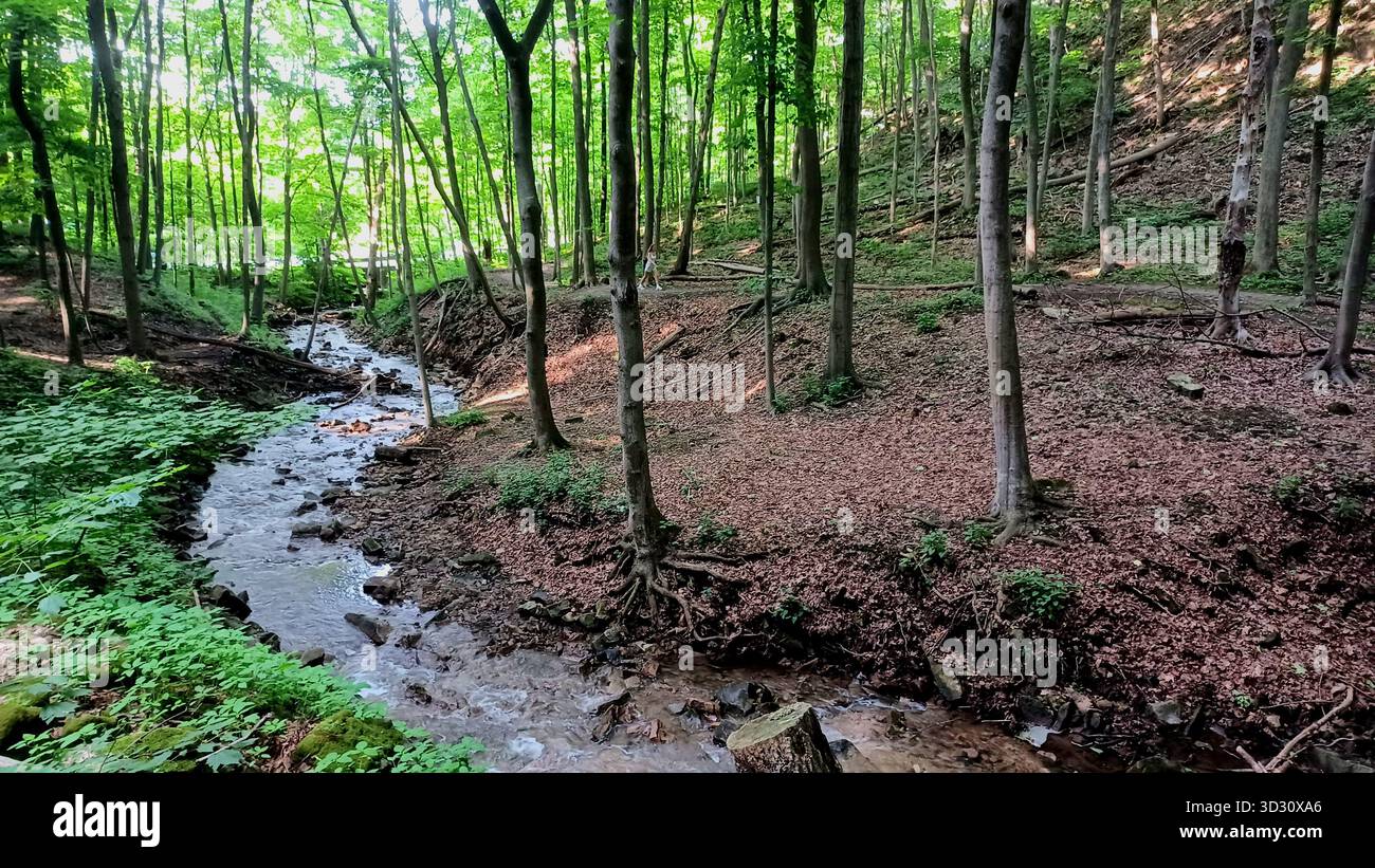 A small, rocky creek flows through a lush green forest with tall trees ...