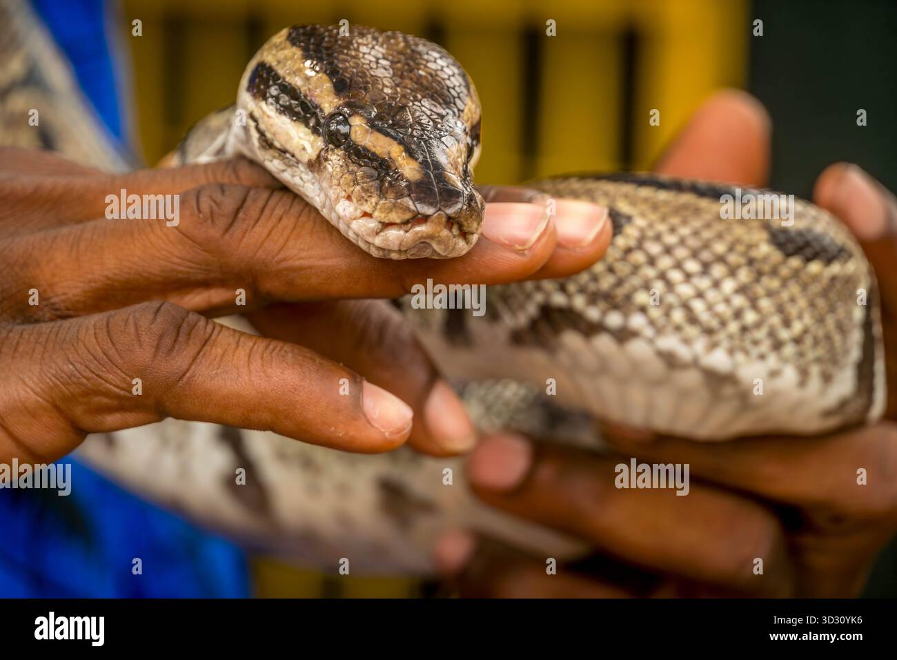 Python in Benin, West Africa Stock Photo - Alamy