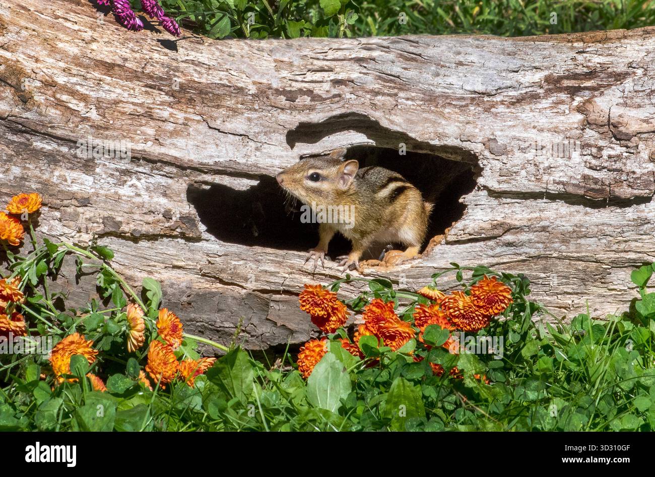 Active chipmunk hiding in a log Stock Photo - Alamy
