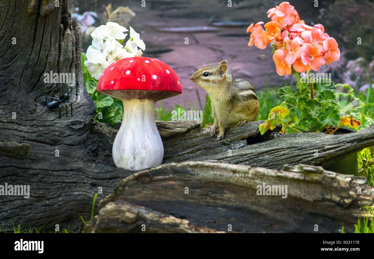 Tiny chipmunk examines a garden mushroom statue in this fun garden ...
