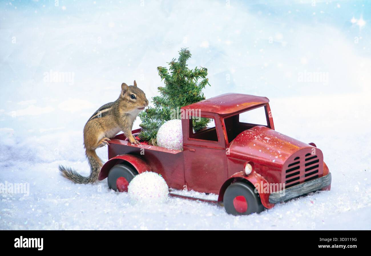 Chipmunk takes a ride on a small red pickup truck in this cute holiday ...