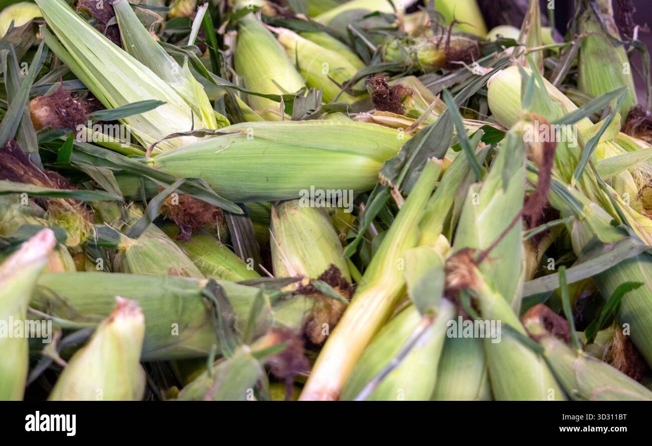 Pile of corn on the con in husks for sale at a road side stand Stock ...