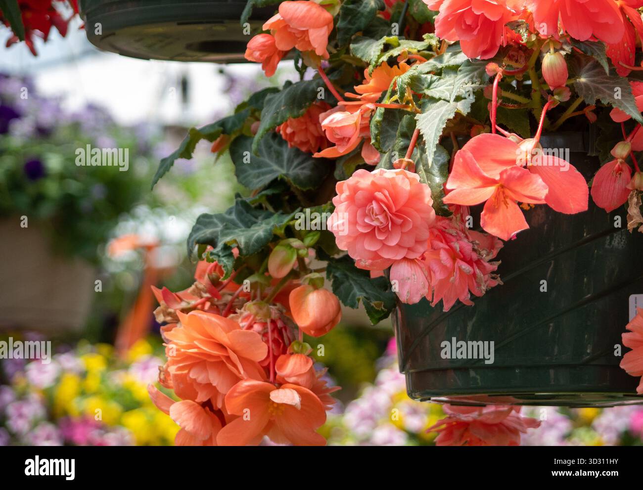 hanging basket of blooming begonias Stock Photo - Alamy
