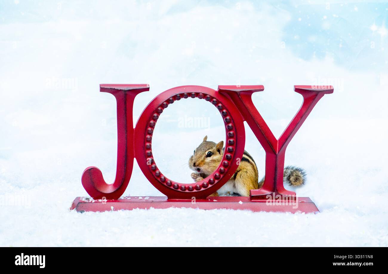 Joy sign with chipmunk hiding behind Stock Photo - Alamy