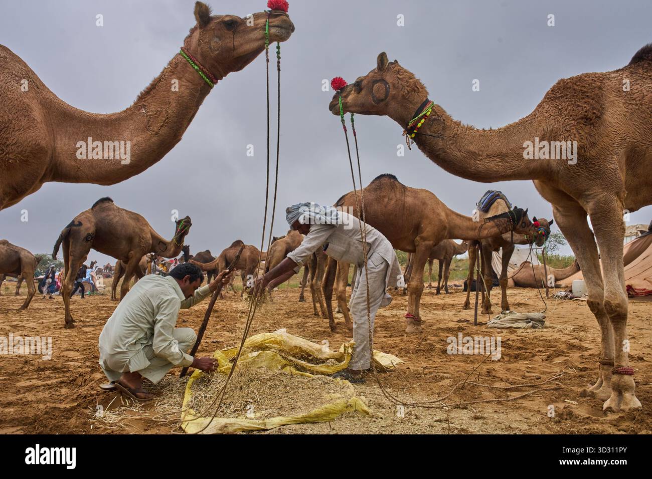 Camel herders feed their camels at the annual cattle fair in Pushkar ...