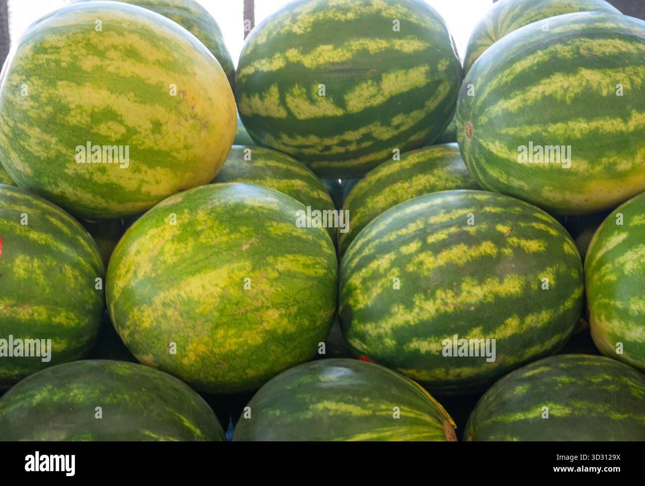 Jumbo watermelons are on sale for summer time snacking Stock Photo - Alamy