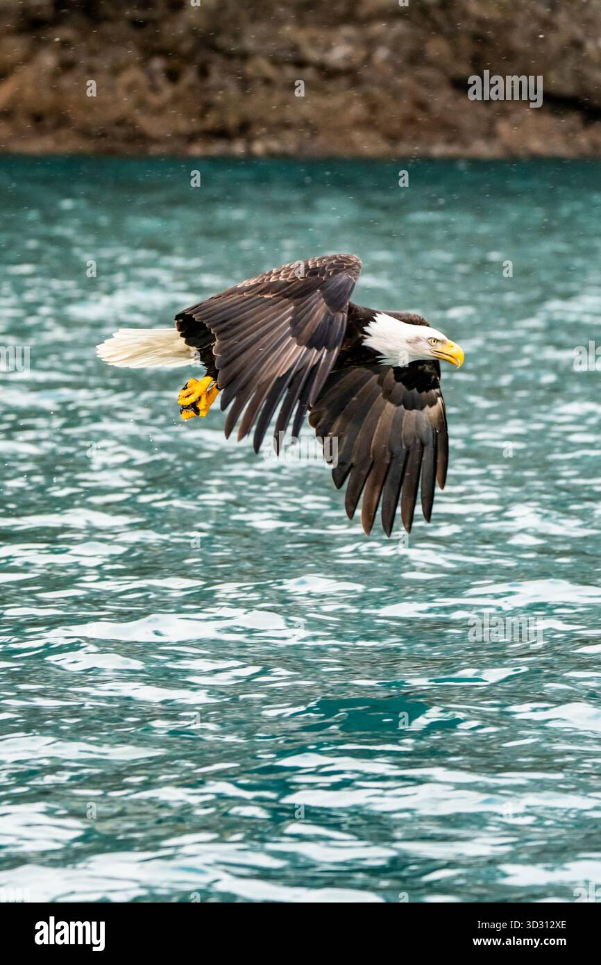 Bald eagle in Homer, Alaska Stock Photo - Alamy