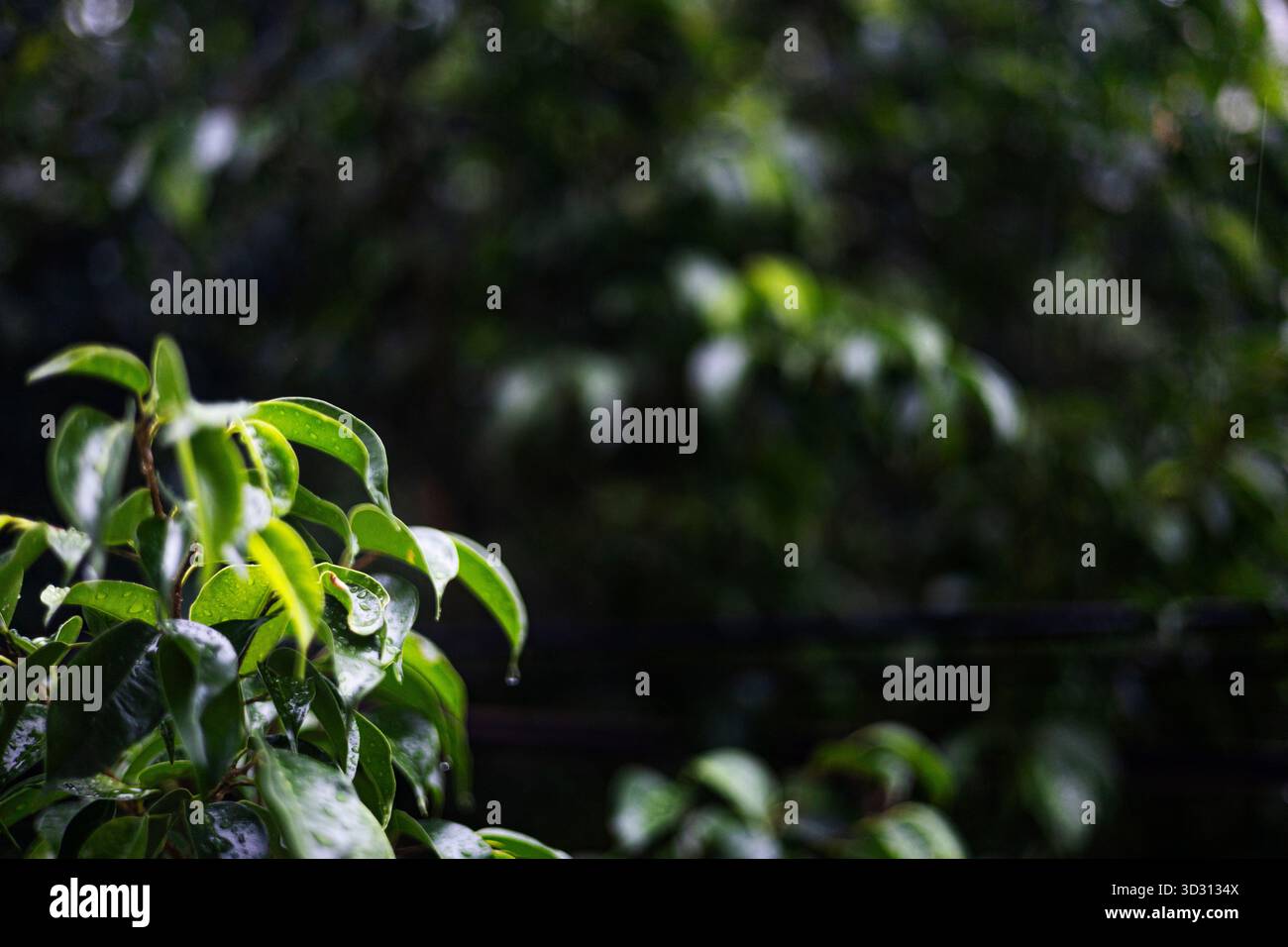 Korean Banyan Gets Rain Mist On Rainy Day, A misty ad photo of Korean ...