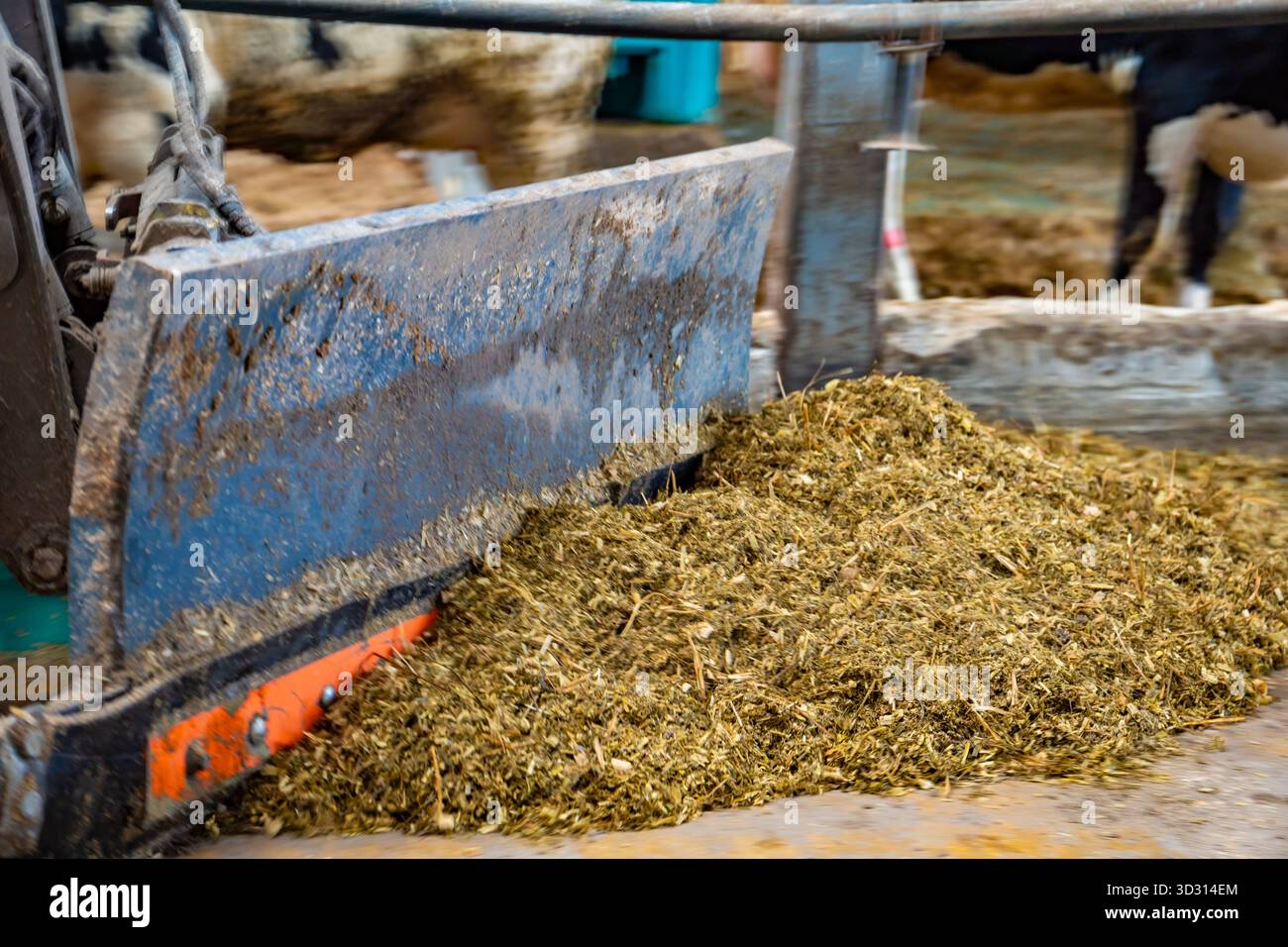 Collecting leftovers from the feed table by tractors in the cowshed ...