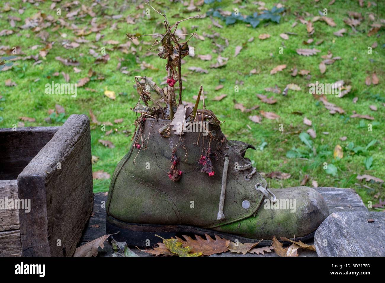 wilted dead remnants of begonia plant in old boot killed by unexpected ...