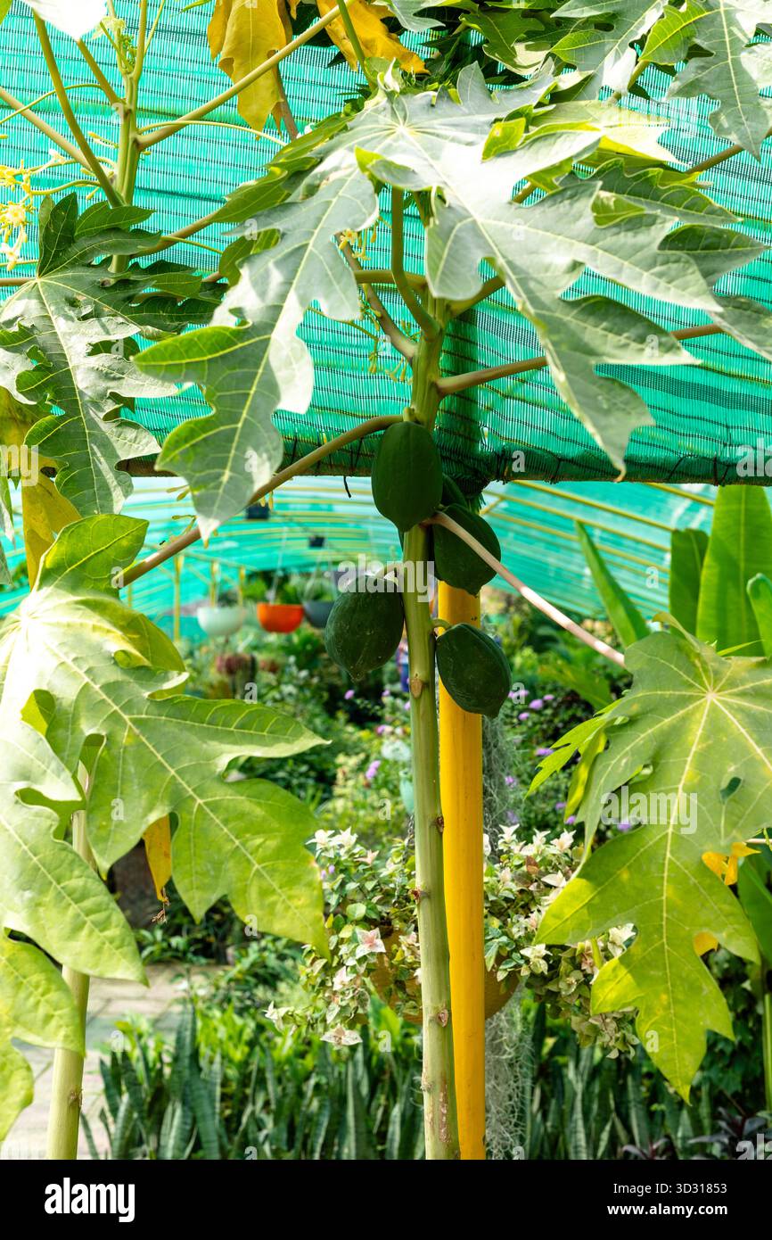 Unripe Papaya Fruits and Blossoms on a Tree Next to Green Shade Netting ...