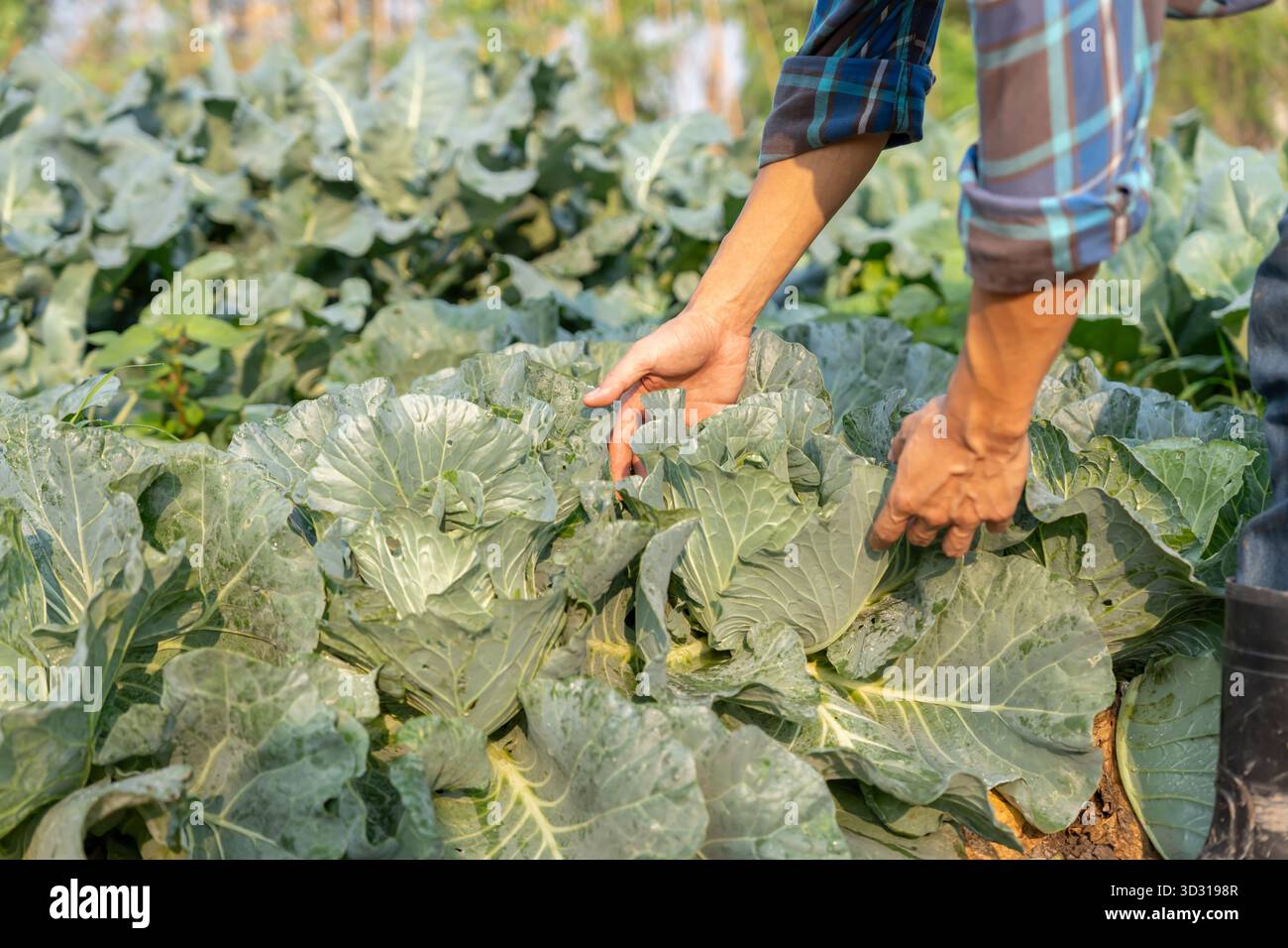 farmer with fresh vegetables, cabbage harvest, natural selection, organic, harvest season ...