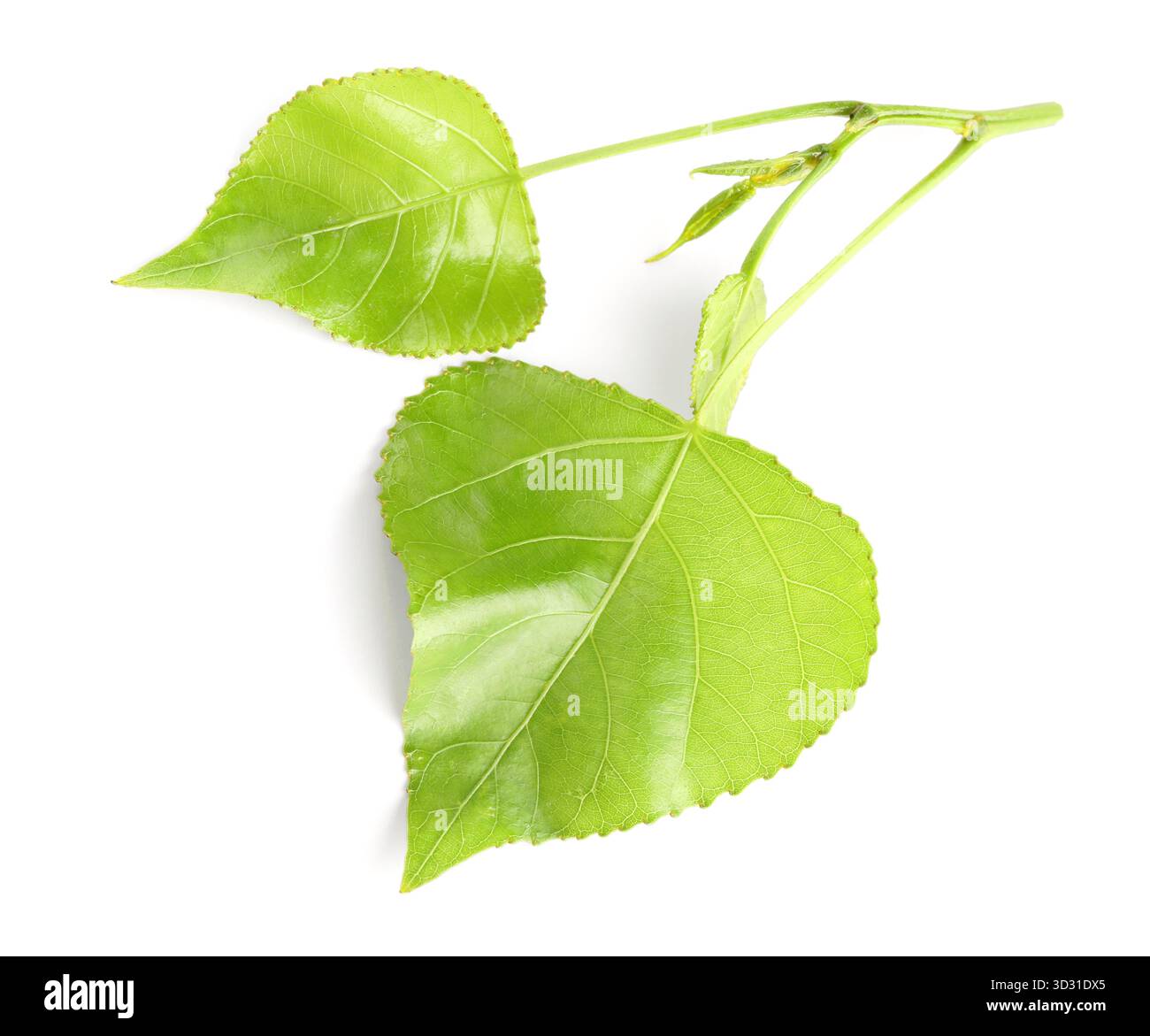 Leaves of poplar tree on white background Stock Photo - Alamy