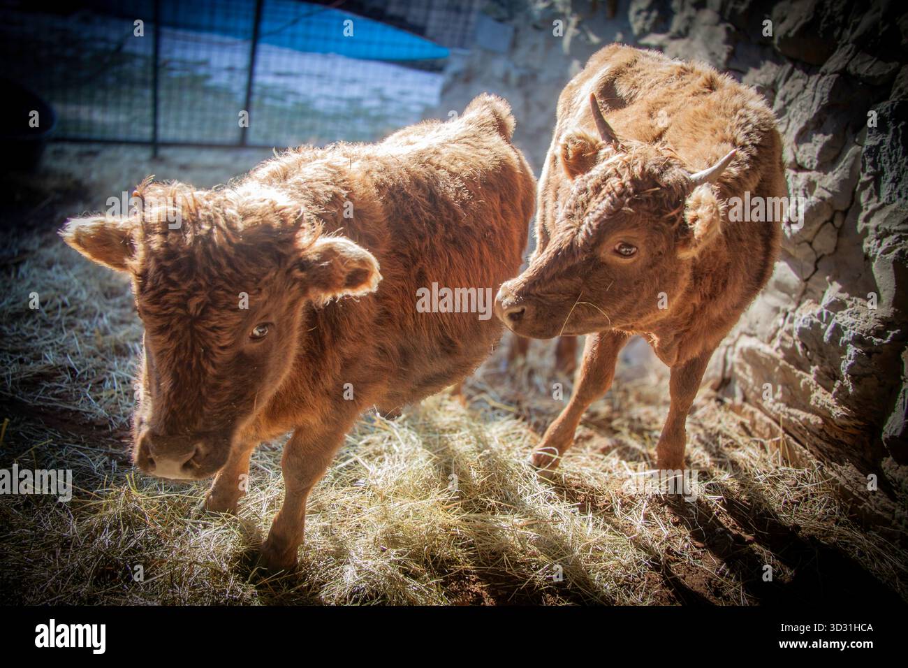 Two Dexter cows in Vermont Stock Photo - Alamy