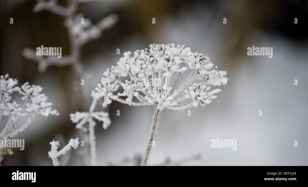 Close-up of frost-coated plant stems in a quiet winter scene. Delicate ...