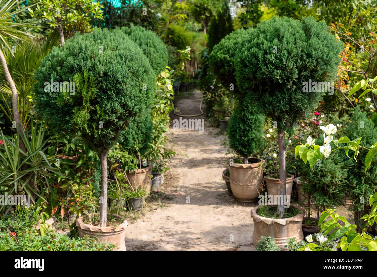 Beautiful Chinese Juniper Evergreen Topiary Trees in Garden Nursery ...