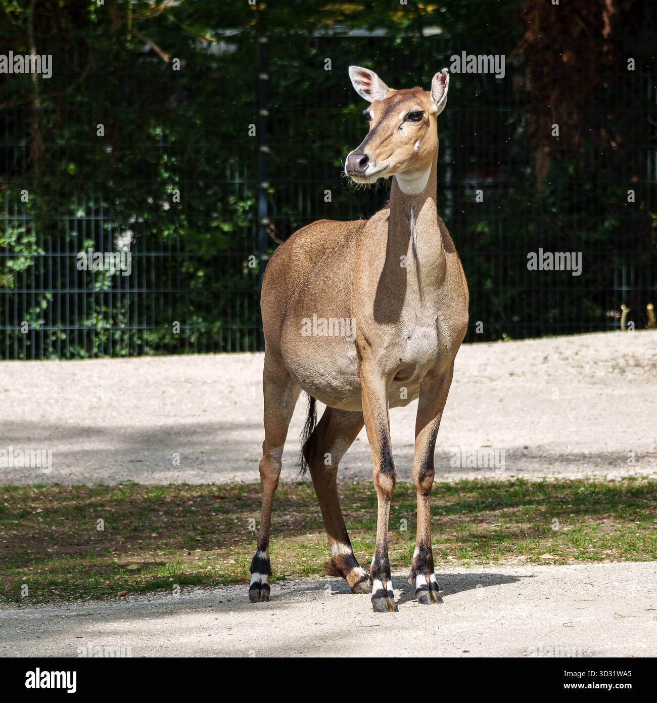 The nilgai or blue cow. Boselaphus tragocamelus is the largest Asian ...