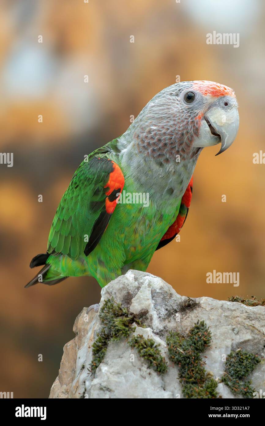 Greyheaded parrot hi-res stock photography and images - Alamy