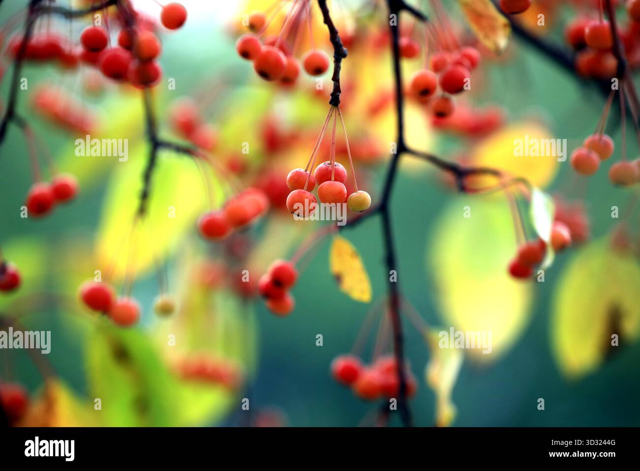 Crab apples are ripe in the tree in Huai'an City, east China's Jiangsu ...