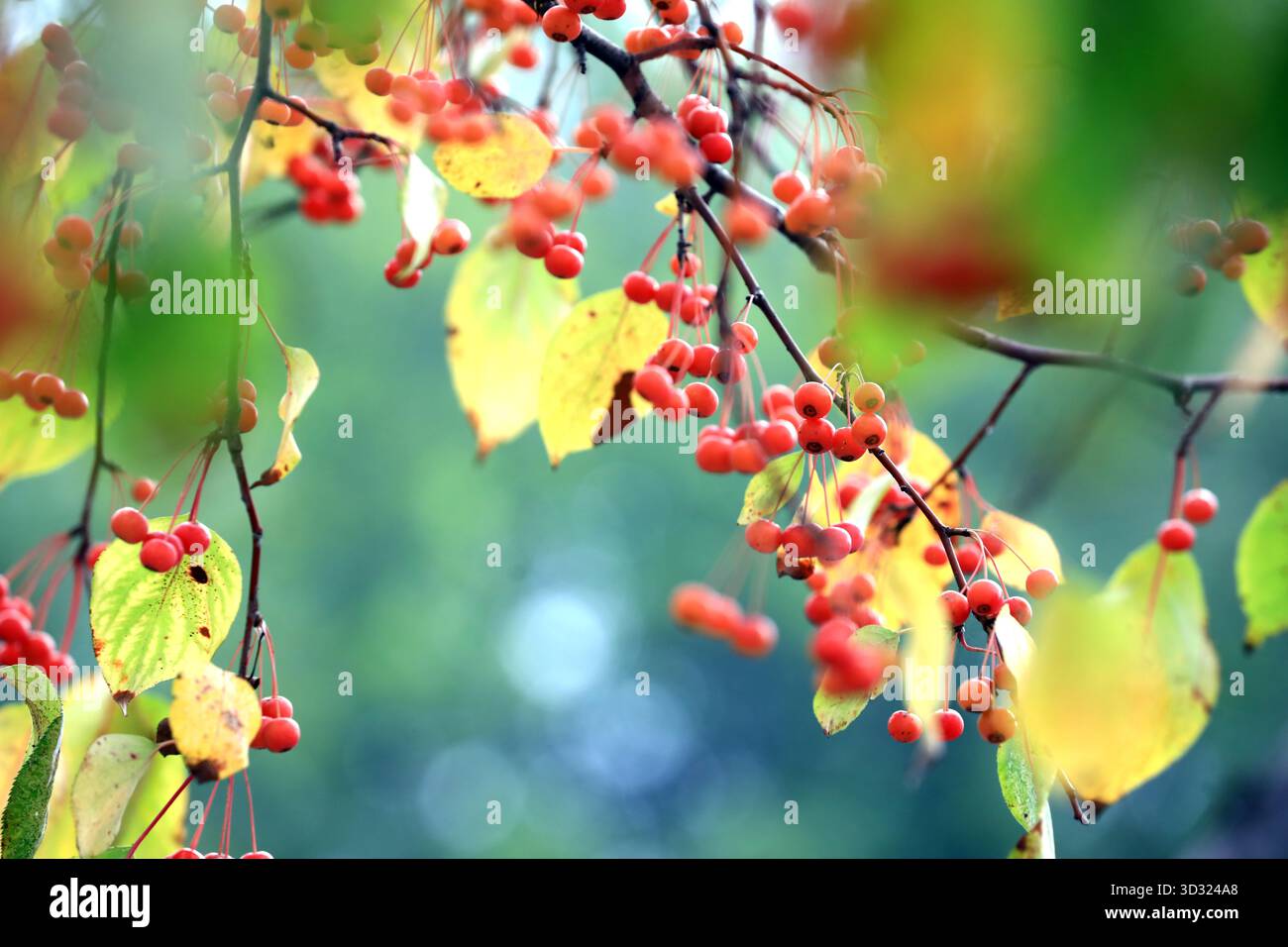Crab apples are ripe in the tree in Huai'an City, east China's Jiangsu ...