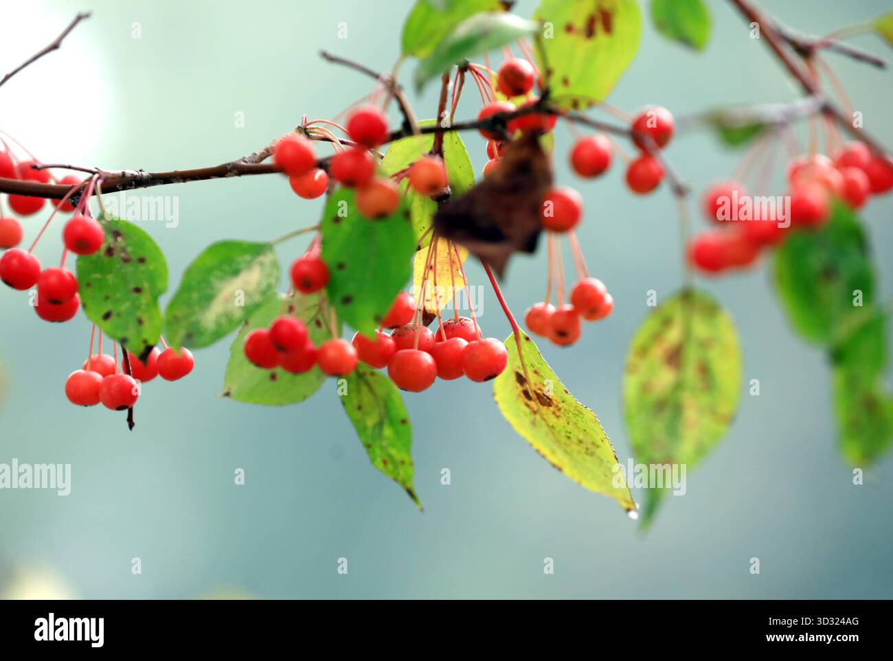 Crab apples are ripe in the tree in Huai'an City, east China's Jiangsu ...